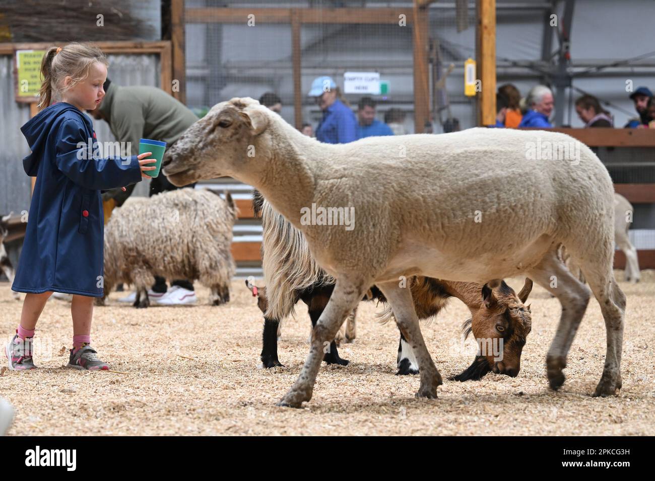 Children feed the animals inn the Farmyard Nursery pavilion at the ...
