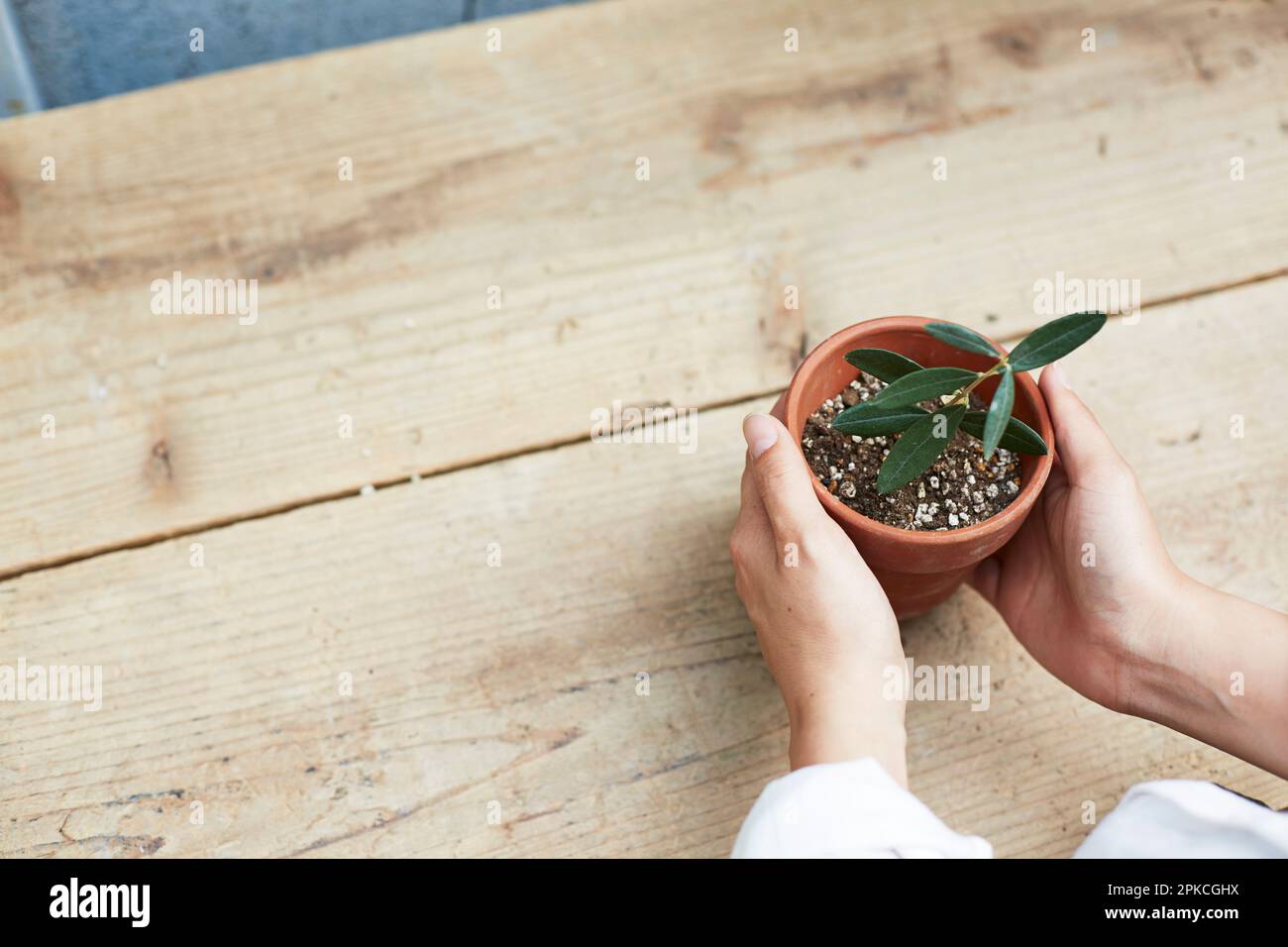 Olive pots hi-res stock photography and images - Alamy