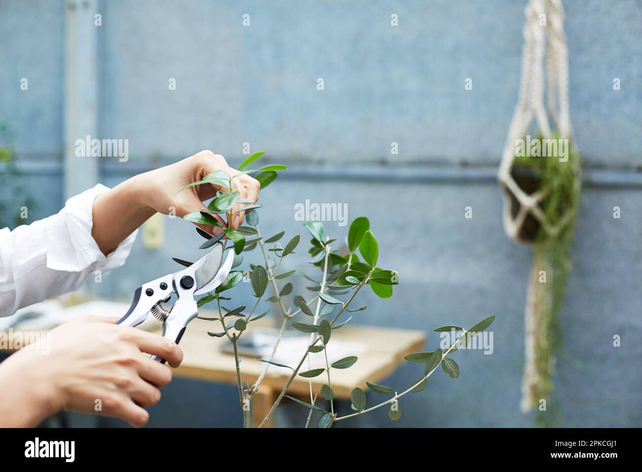 Woman's hand cutting an olive branch Stock Photo - Alamy