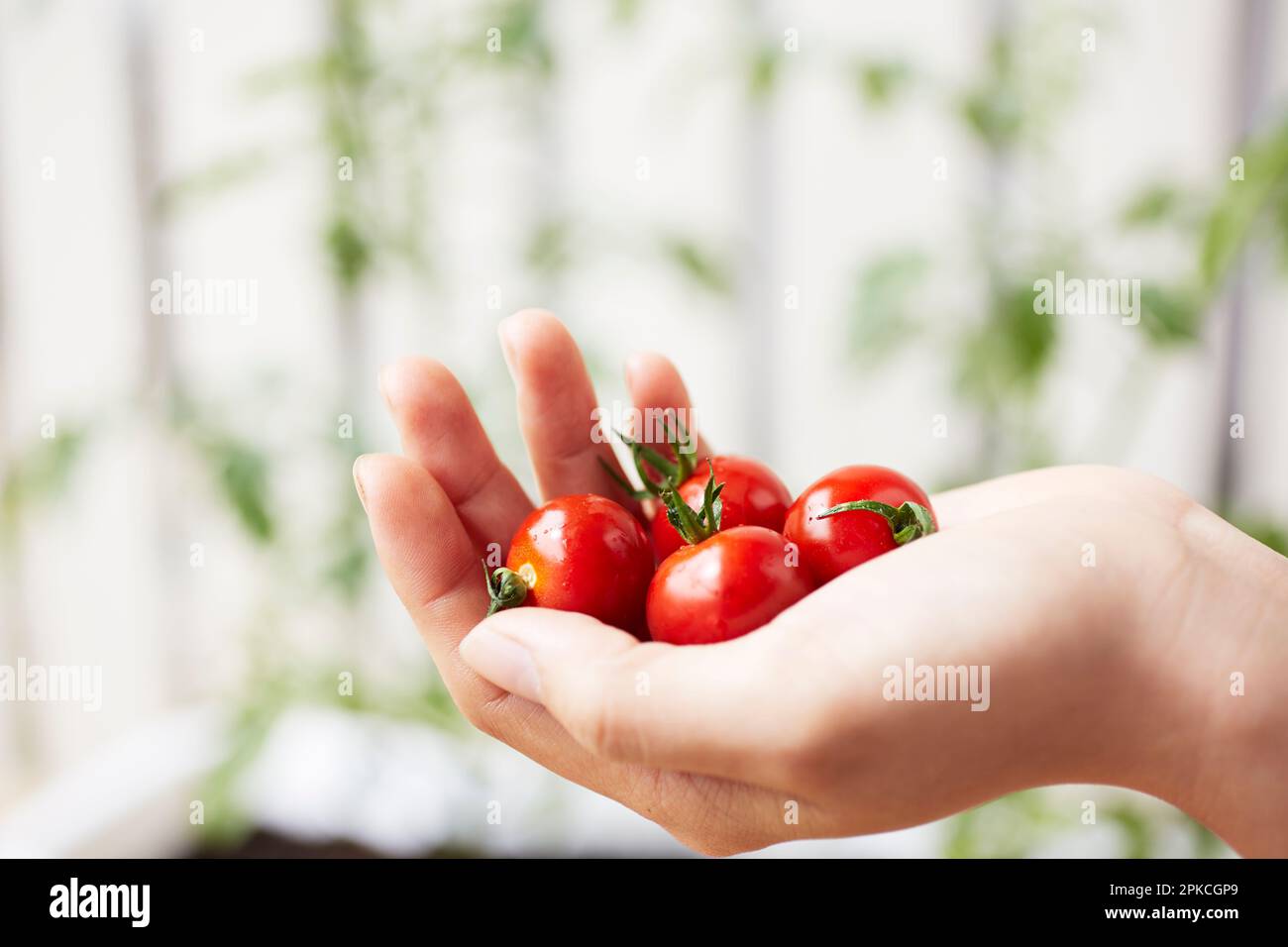 Tomato fruiting hi-res stock photography and images - Alamy