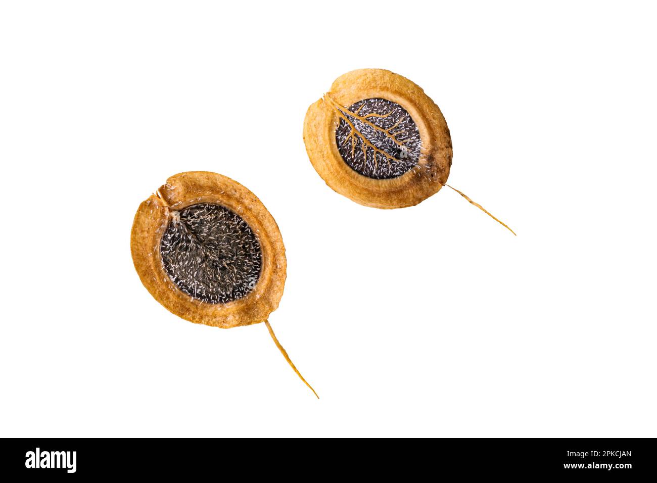 Top view or flat lay of winged dipersal seeds isolated on white ...