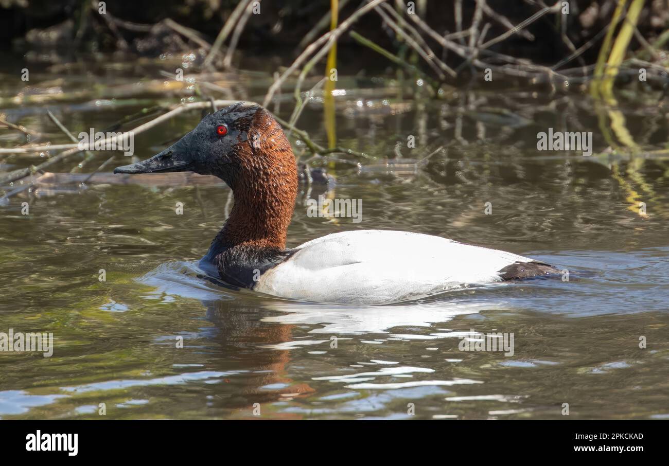 Canvasback Duck, Adult Male, with Muddy Head. Palo Alto Baylands, Santa ...