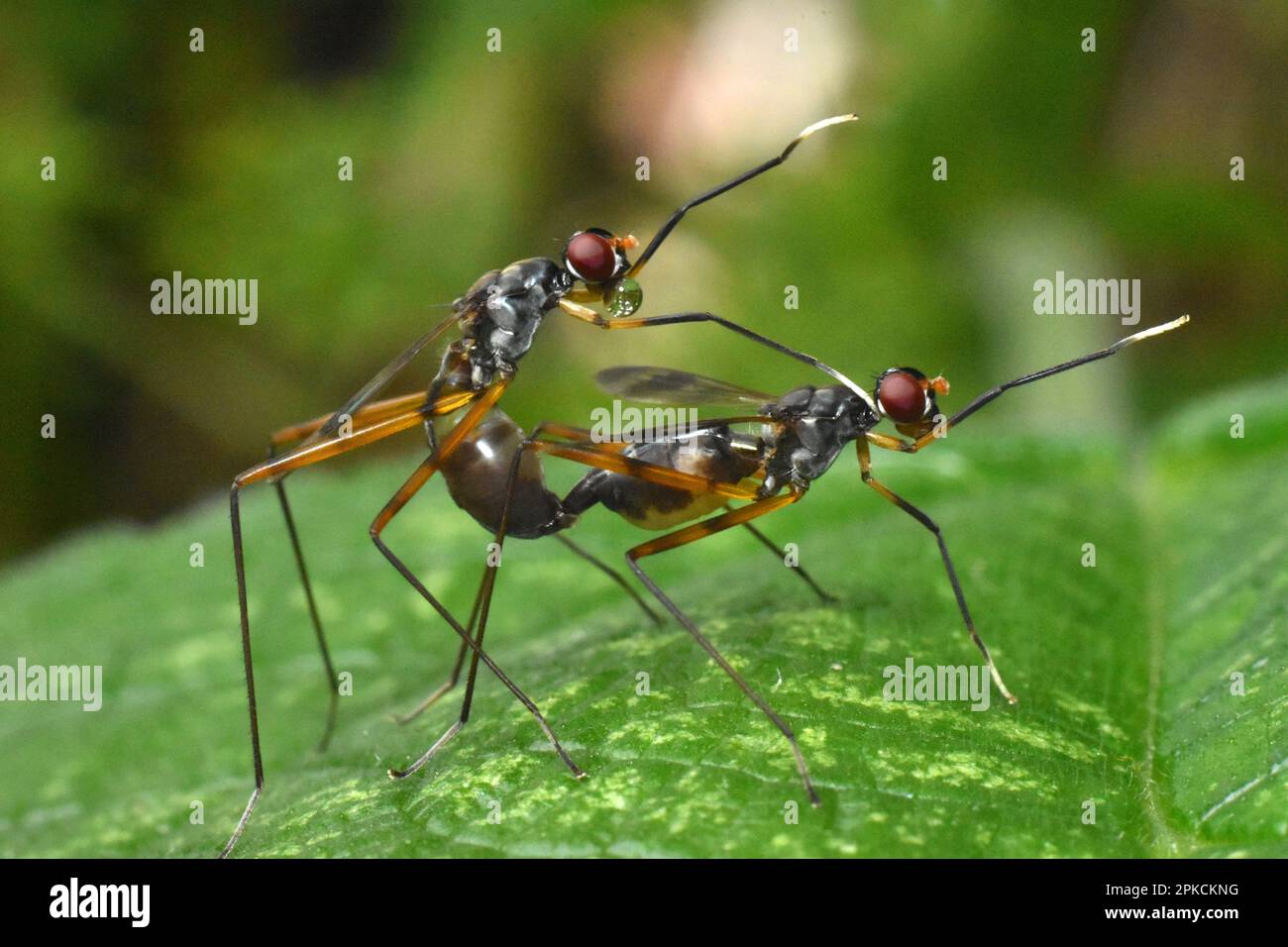 Long legged flies mating on green leaf. Java, Indonesia Stock Photo - Alamy