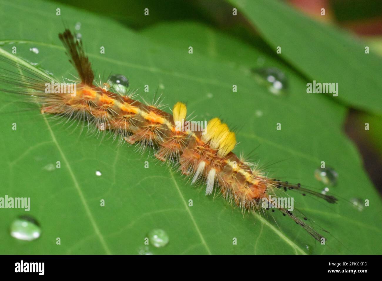 Cocoa tussock moth larvae rest on green leaf with dew drops around it ...
