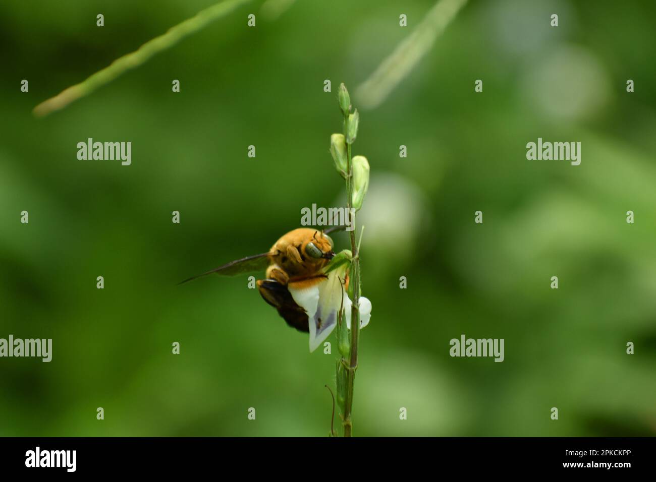 Carpenter bee foraging on Asystasia plant. Xylocopa. Java. Indonesia ...