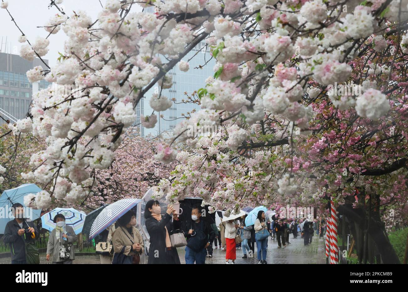 People enjoy the "Cherry Blossom Passage" at the Mint Bureau in Osaka ...