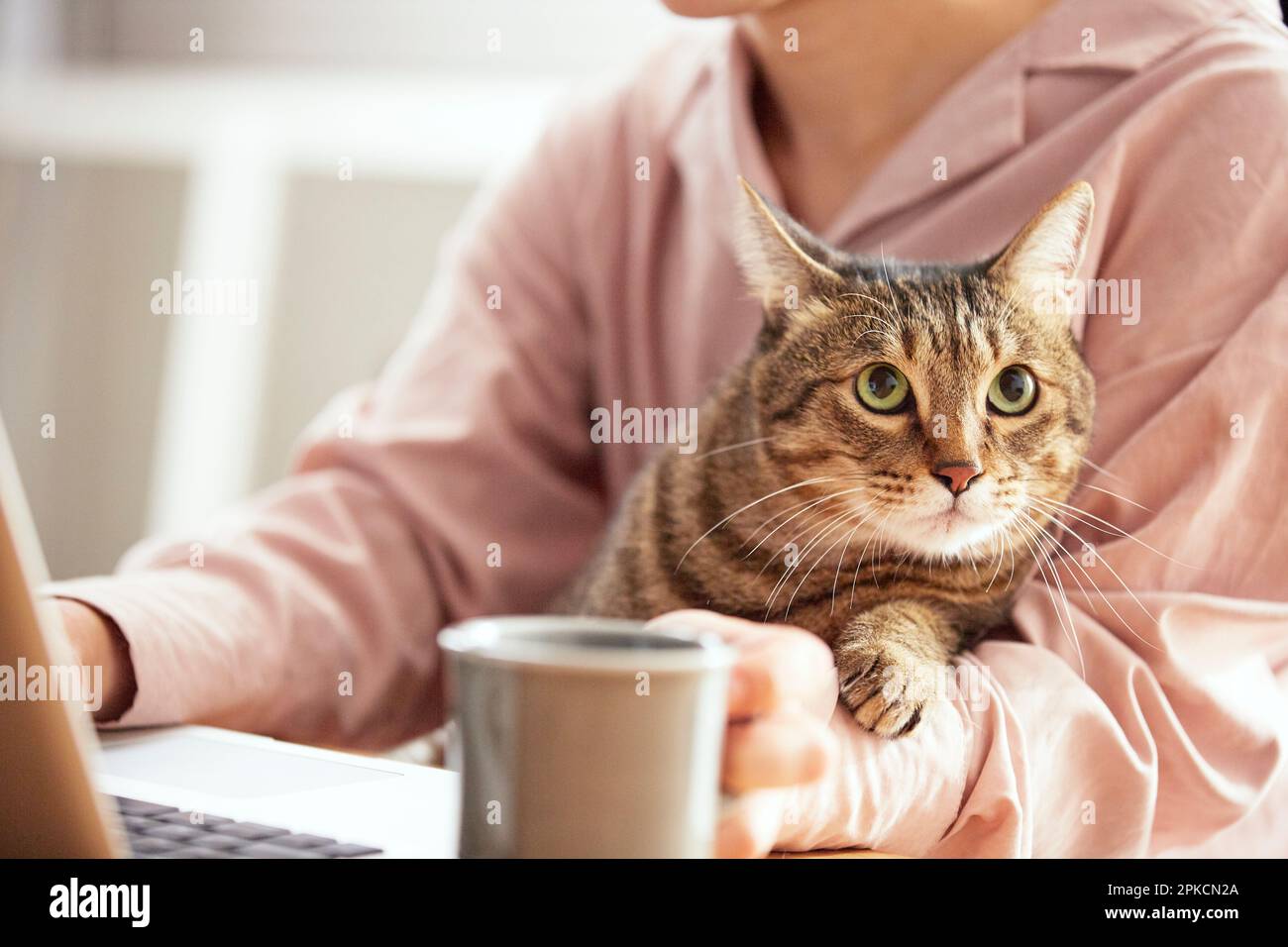 Woman and cat touching computer Stock Photo - Alamy