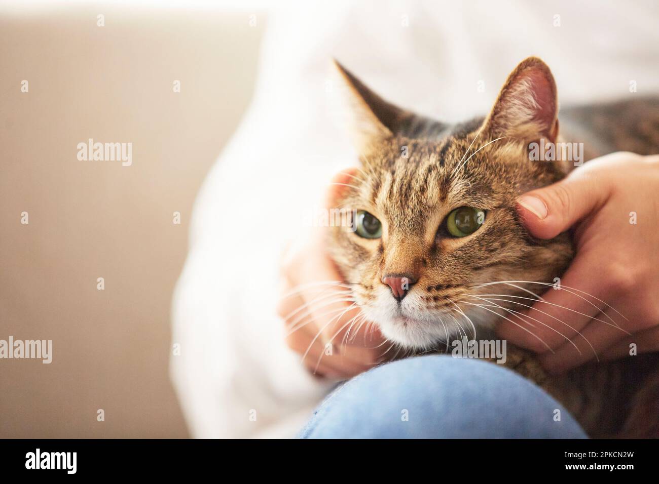 cat being held by someone Stock Photo - Alamy