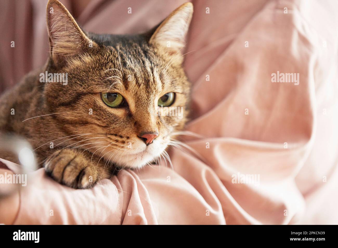 cat being held by a person Stock Photo - Alamy