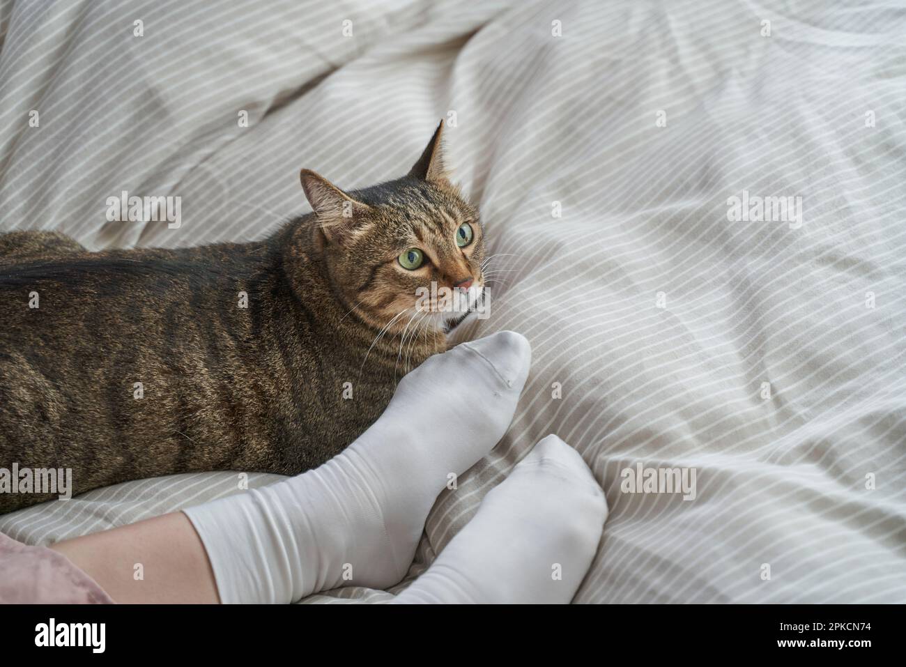 Parts of cat hi-res stock photography and images - Alamy