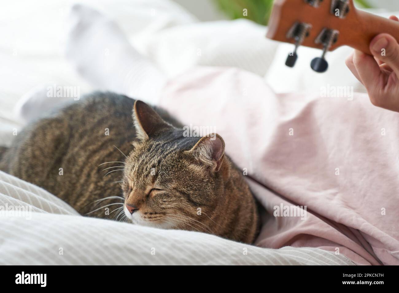 Ukulele cat hi-res stock photography and images - Alamy