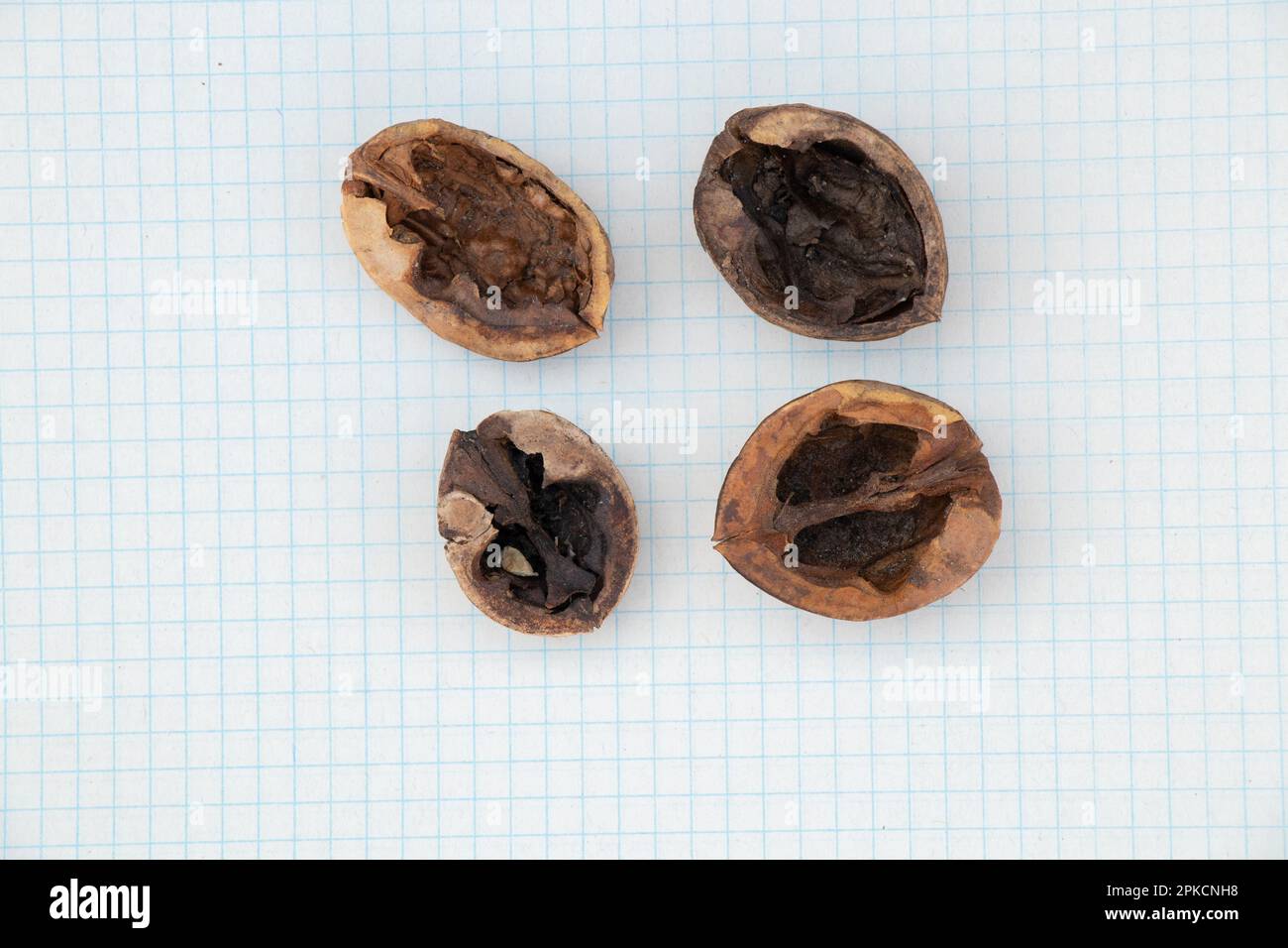 empty nutshell on a white background Stock Photo - Alamy