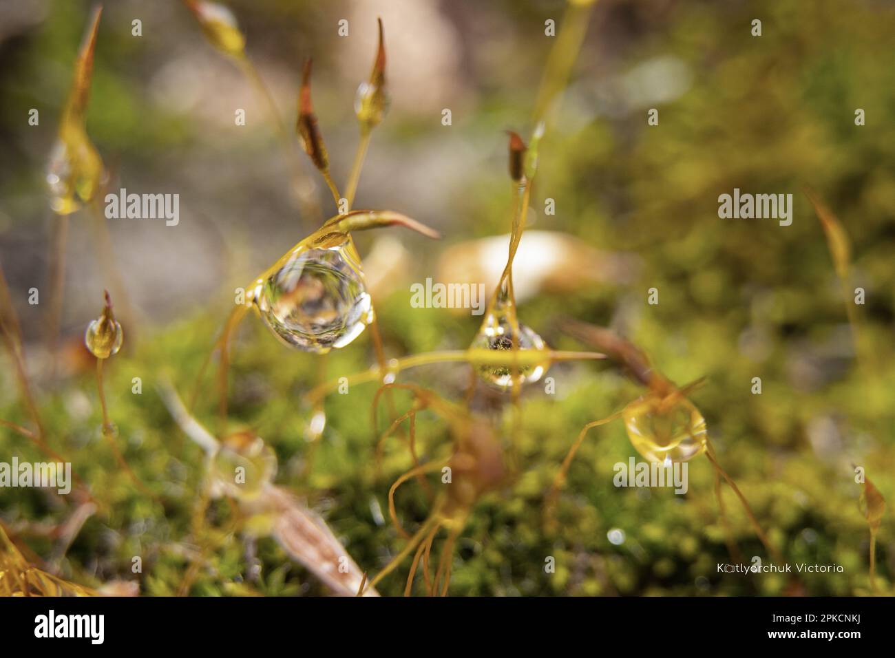 Moss with flowers hi-res stock photography and images - Alamy