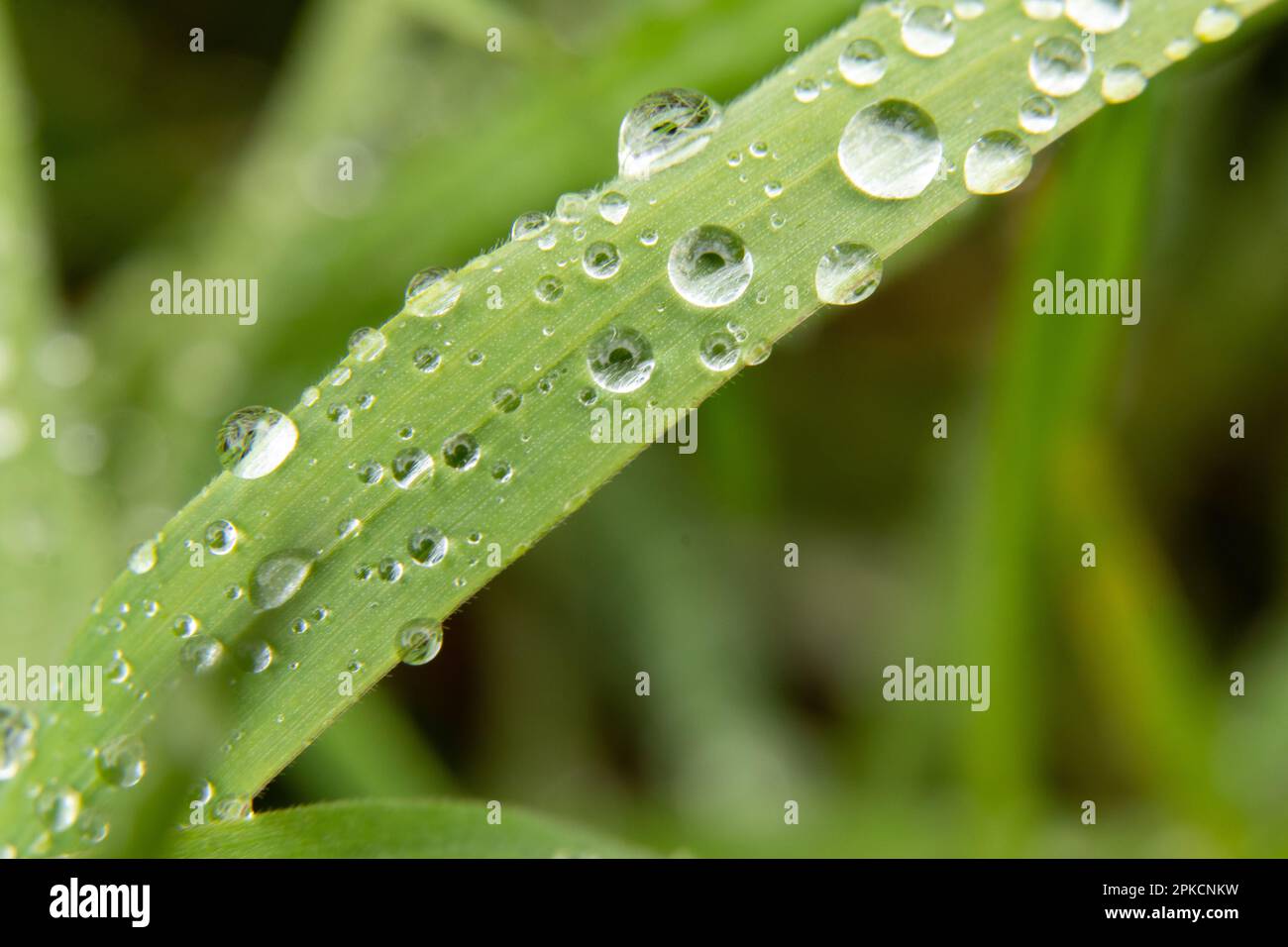 green grass with dew drops macro photo Stock Photo - Alamy