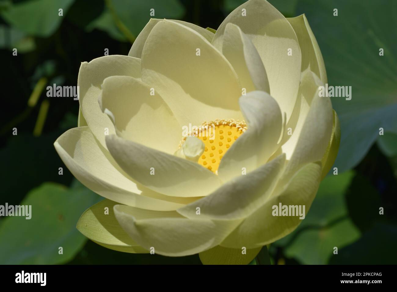 The yellow lotus - nelumbo lutea Stock Photo - Alamy
