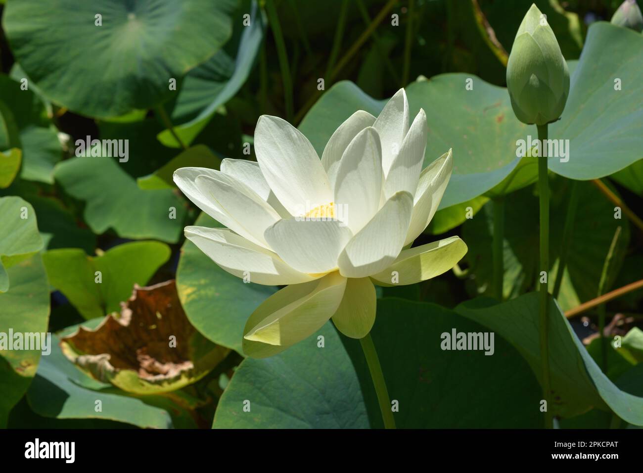 The yellow lotus - nelumbo lutea Stock Photo - Alamy