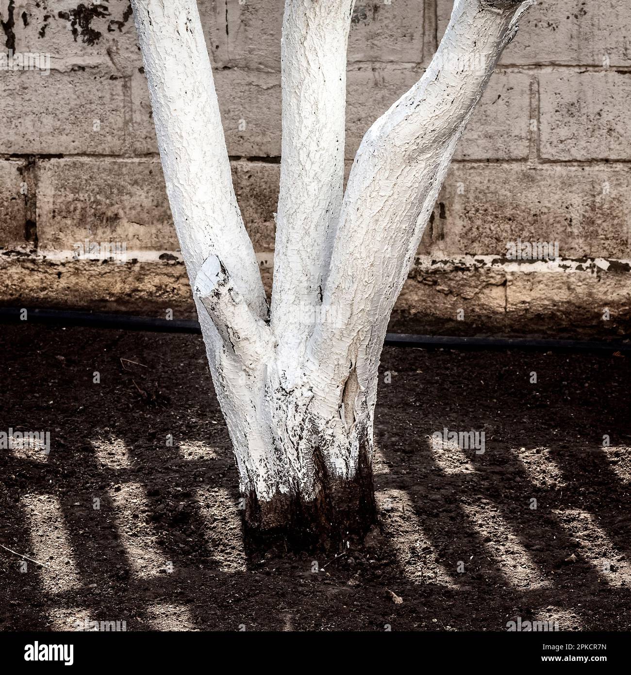 Protection of garden trees by painting from pests Stock Photo - Alamy