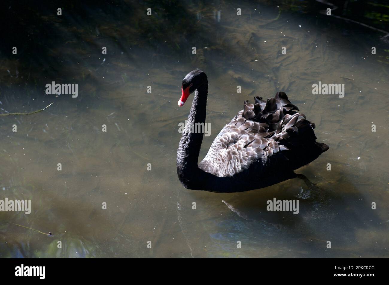 Black Swans (Cygnus Atratus) are native to Australia and can be seen ...