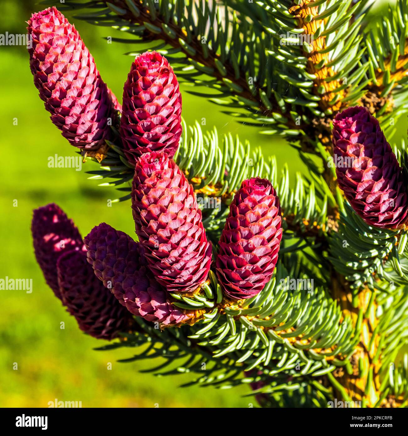 Fir tree violet cones pine hi-res stock photography and images - Alamy