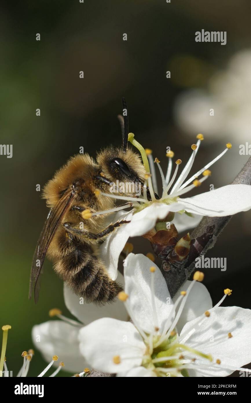 Vertical natural closeup on a fluffy male Early Cellophane solitary bee ...