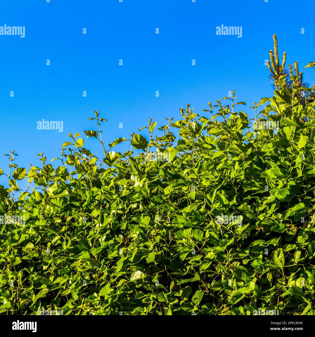 Decorative garden bush in the backyard close up Stock Photo - Alamy