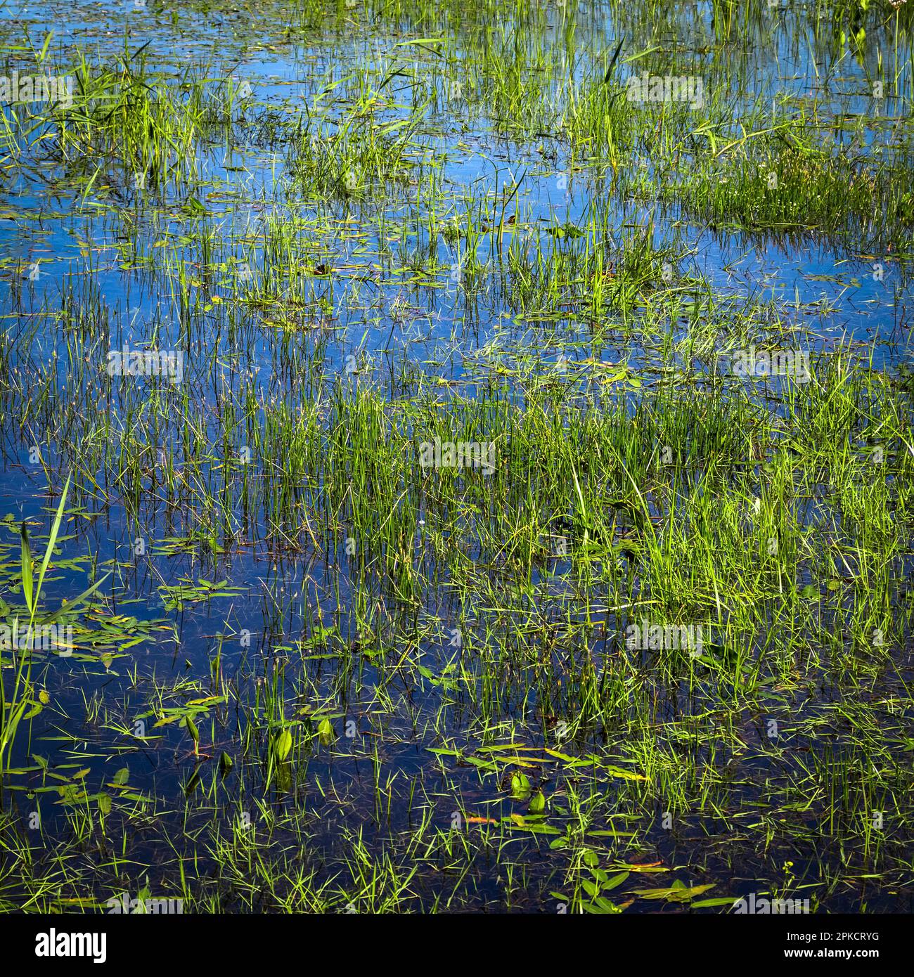 Spring flooding of the coast of the countryside Stock Photo - Alamy