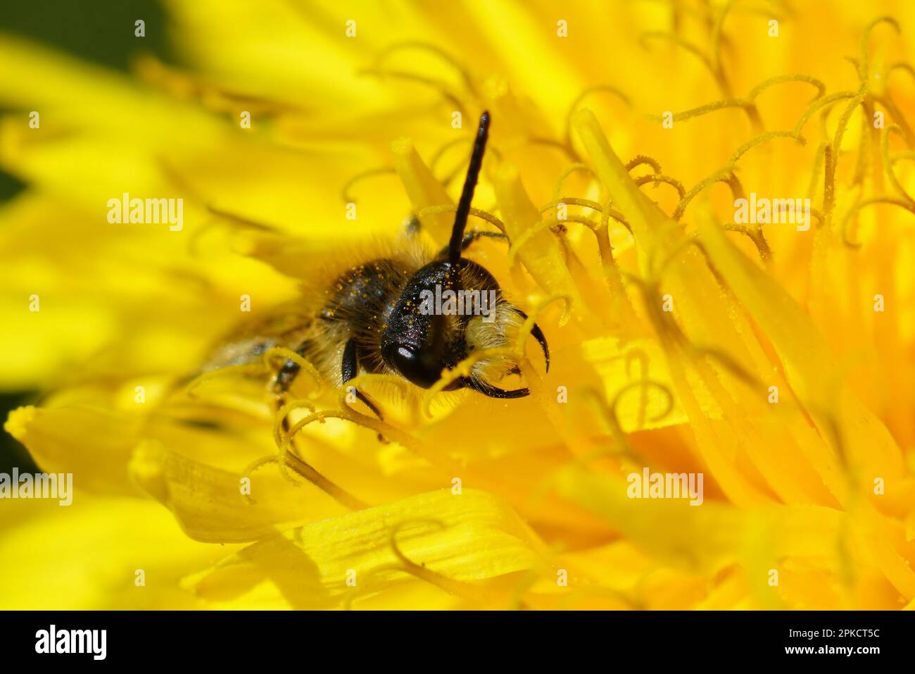 Natural facial closeup on a male of the small red-bellied miner bee ...