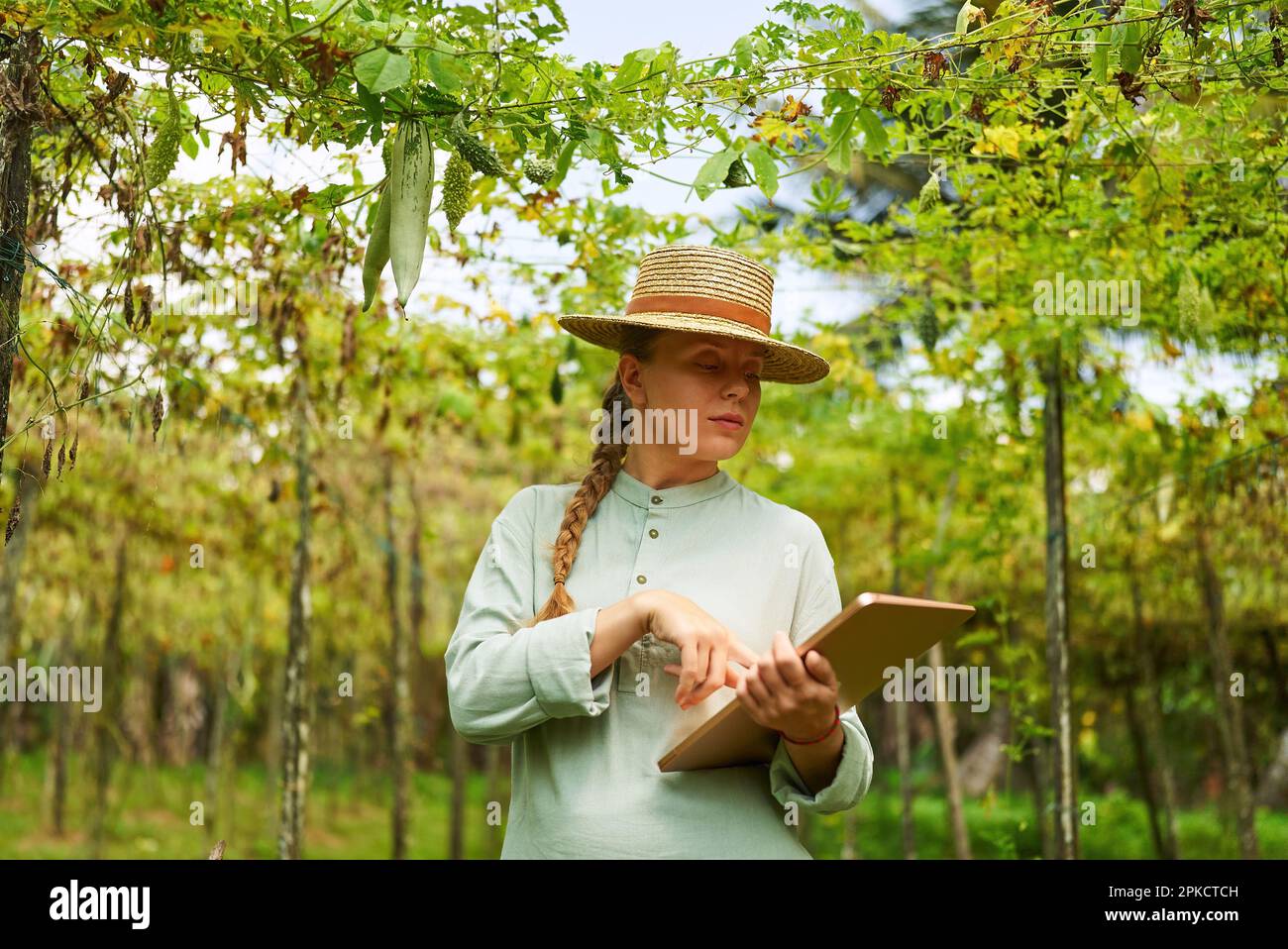 Female farmer with tablet inspecting gourd harvest on vegetable farm ...
