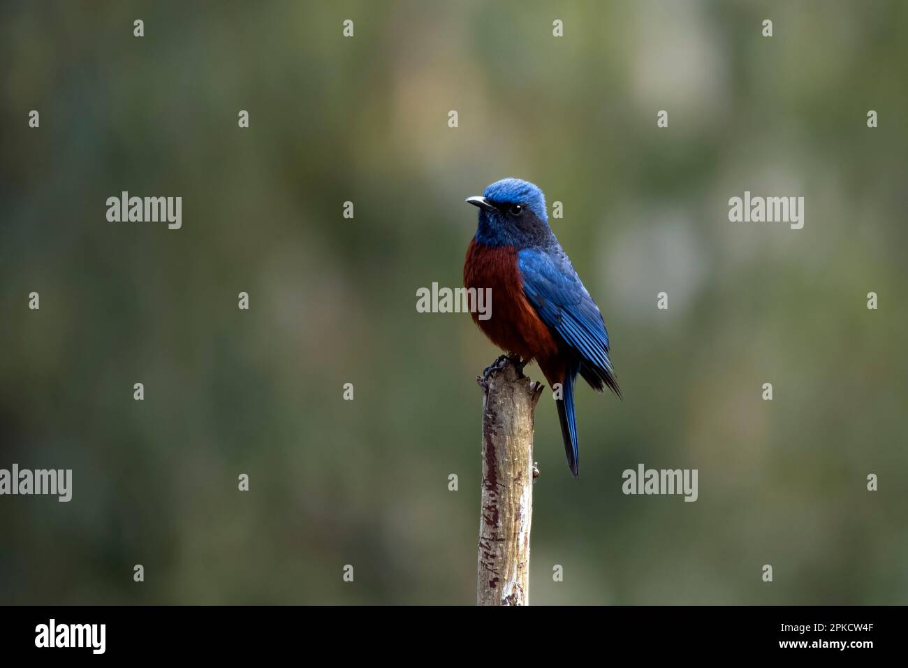 Chestnut-bellied rock thrush (Monticola rufiventris) observed in ...