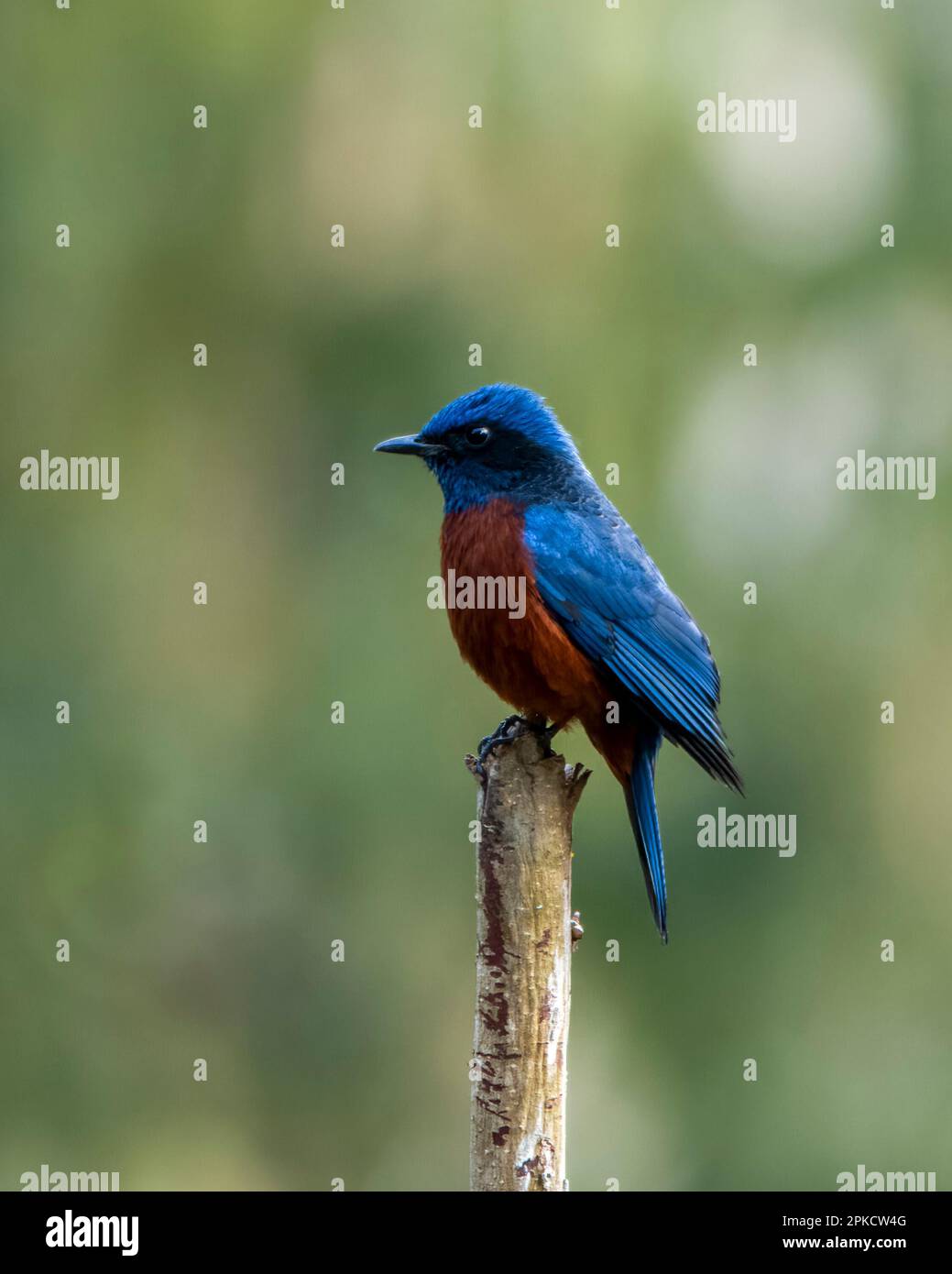 Chestnut-bellied rock thrush (Monticola rufiventris) observed in ...