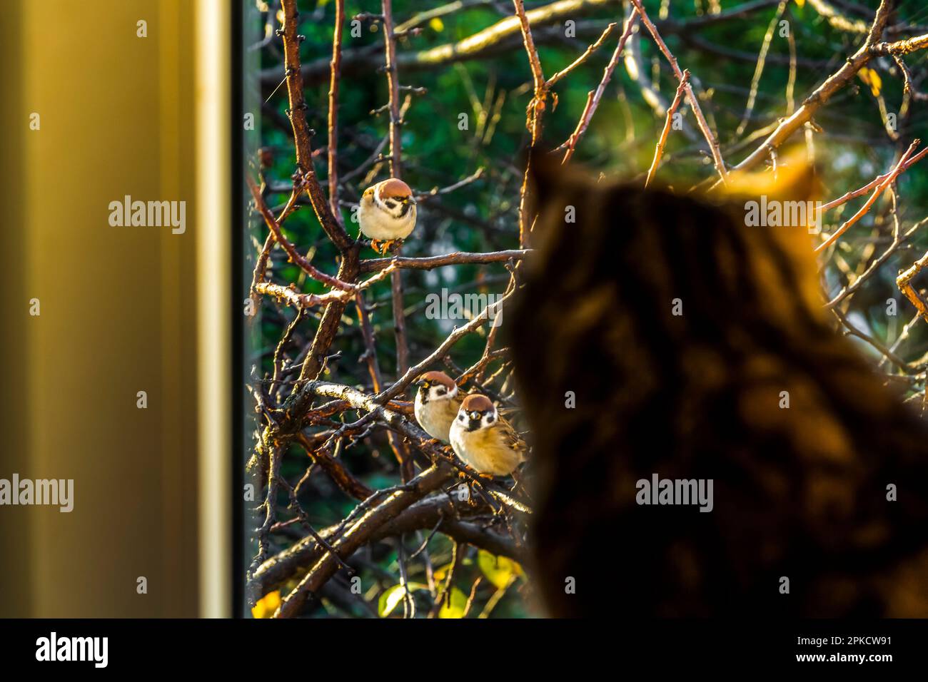 The cat looks through the window at sparrows sitting on a tree branch ...