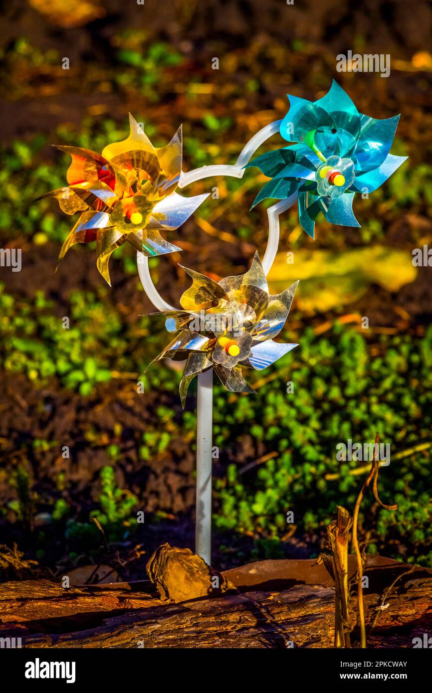 Children's colored shiny windmill close-up on a decorative spruce Stock ...
