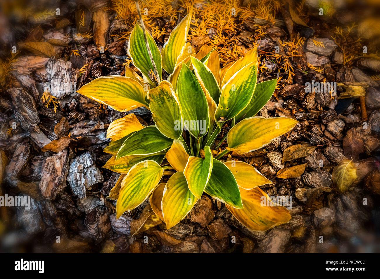 Drying garden plant in the backyard close-up Stock Photo - Alamy
