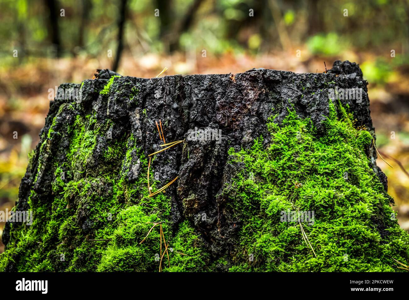 An old stump covered with moss in the autumn woods Stock Photo - Alamy