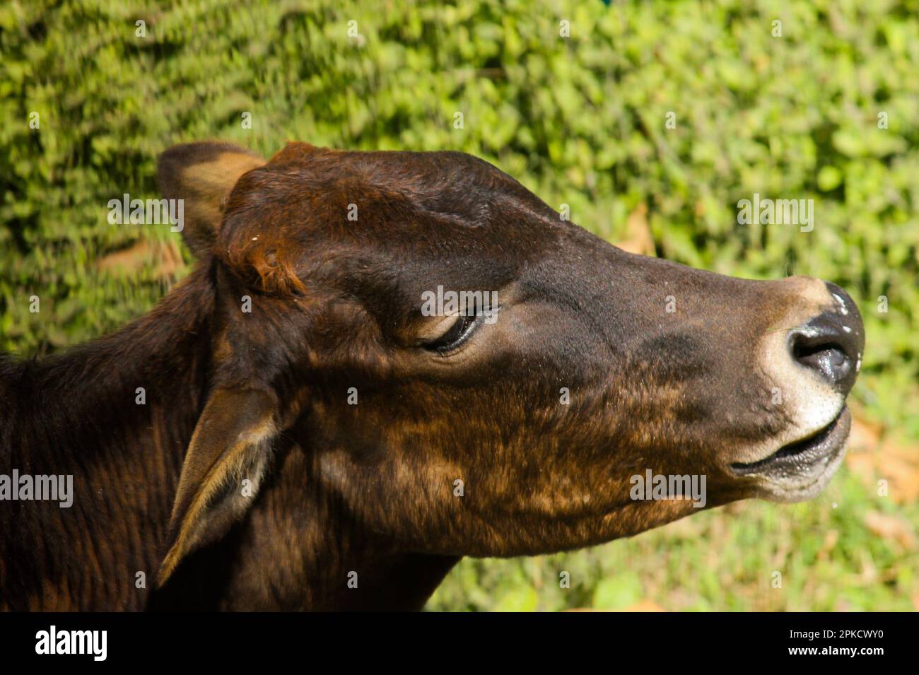 Vaynol cattle hi-res stock photography and images - Alamy
