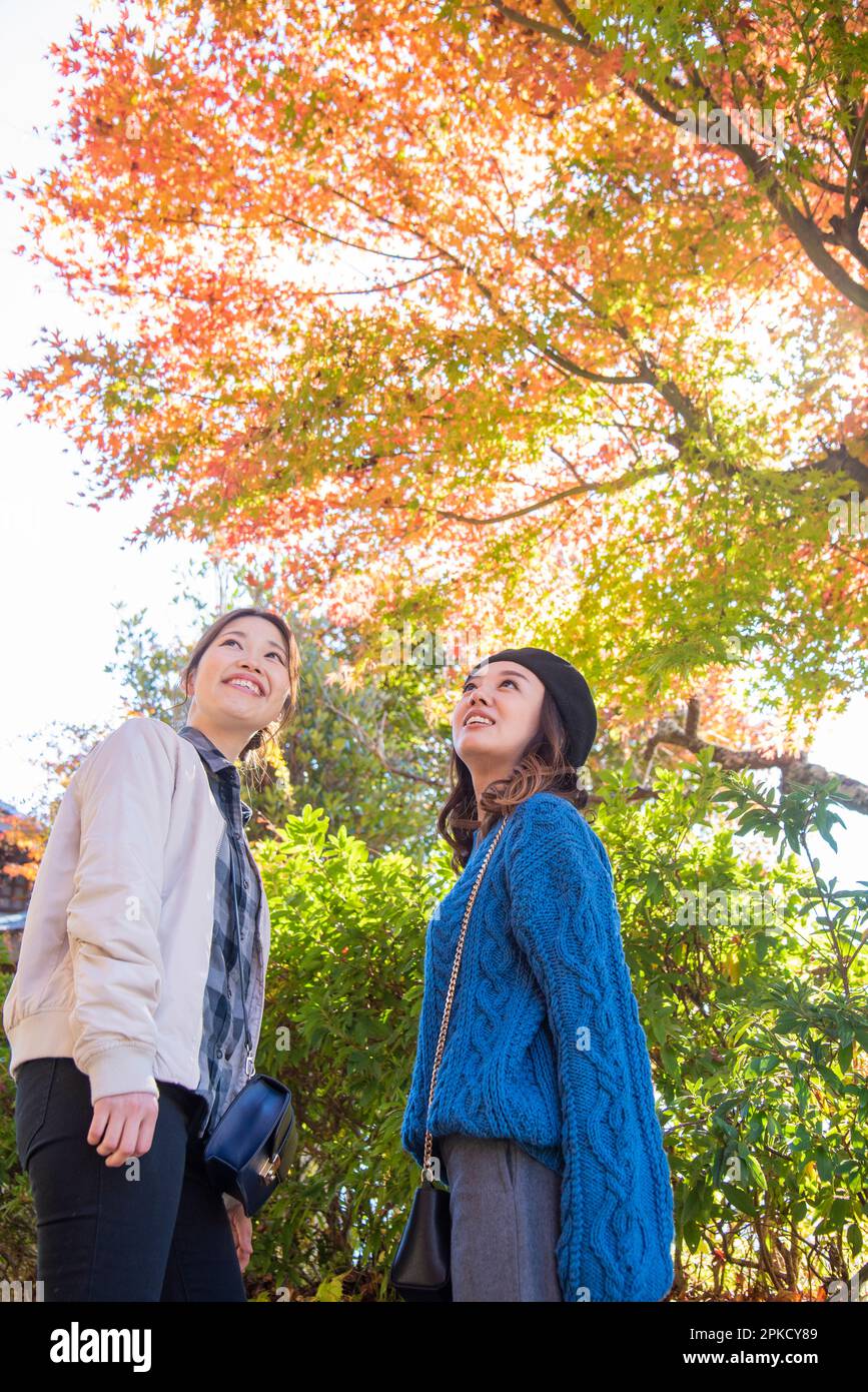 Two women strolling in a sightseeing spot while viewing autumn leaves ...