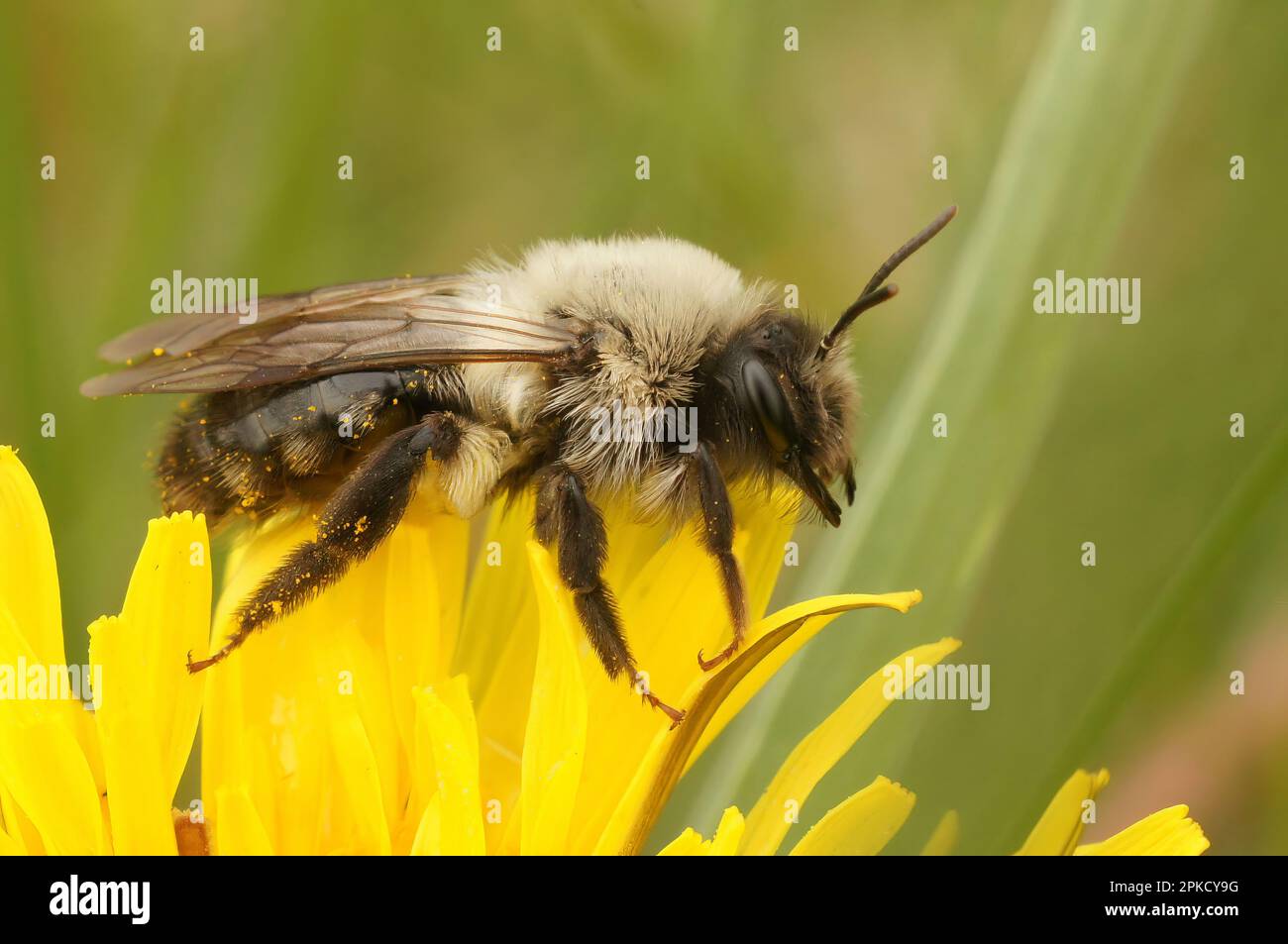 Natural closeup on a female Grey-backed mining bee, Andrena vaga ...