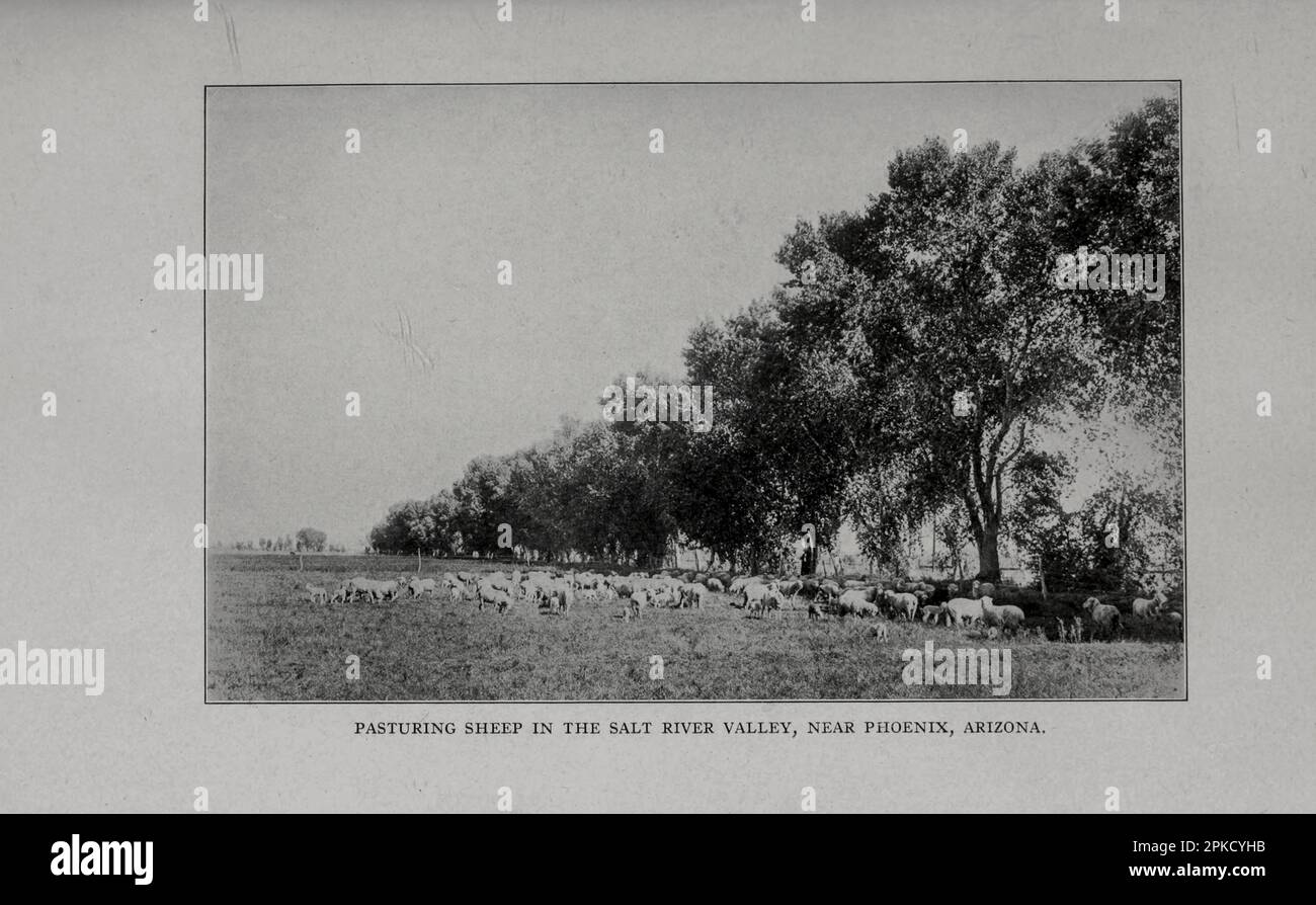 Pasturing Sheep in the Salt River Valley, near Phoenix, Arizona from ...