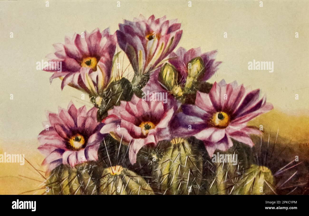 Flowers of the Prickly Pear, One of the Desert Cacti of Arizona (In ...