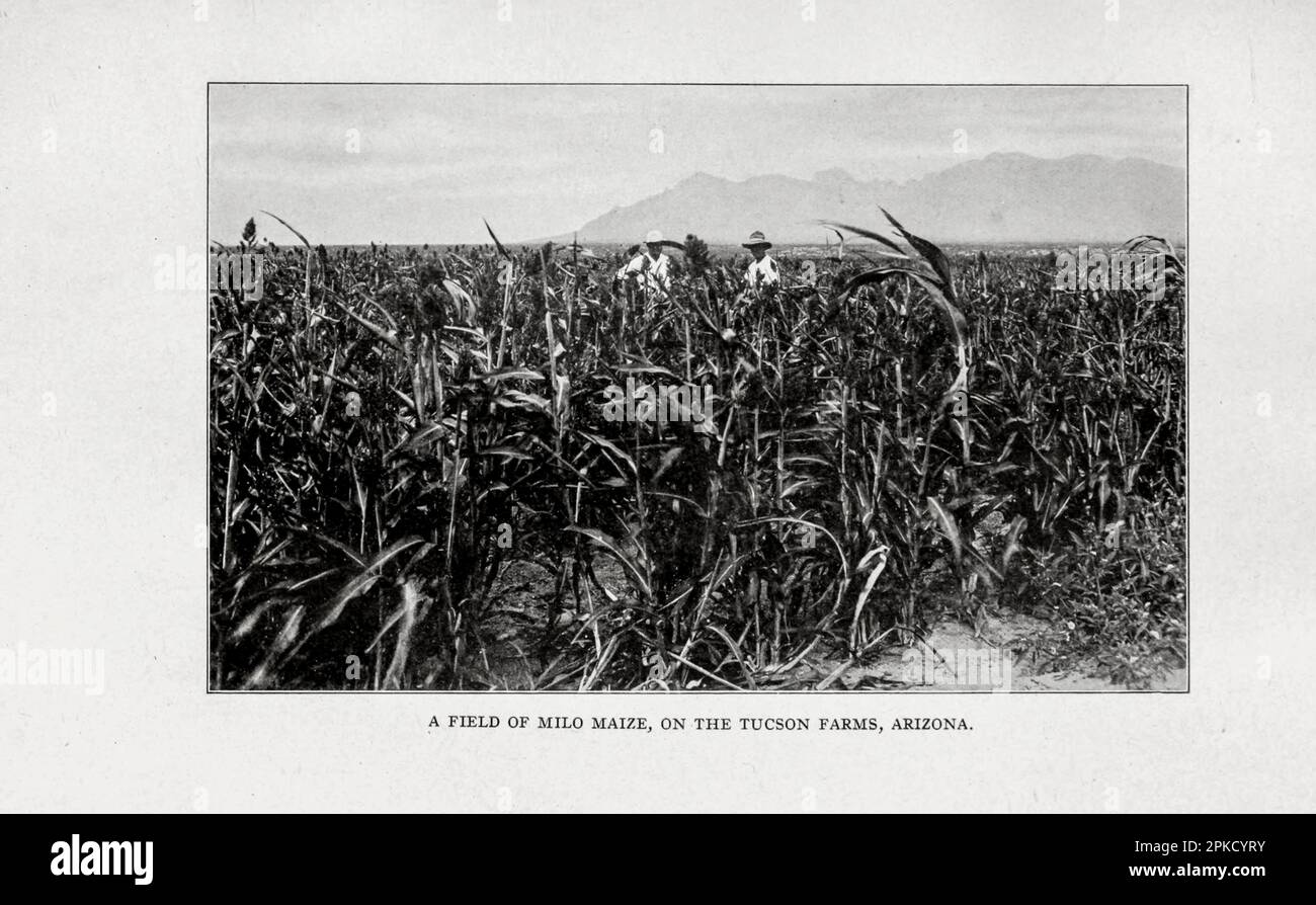 A Field of Milo Maize, on the Tucson Farms, Arizona from the book ...