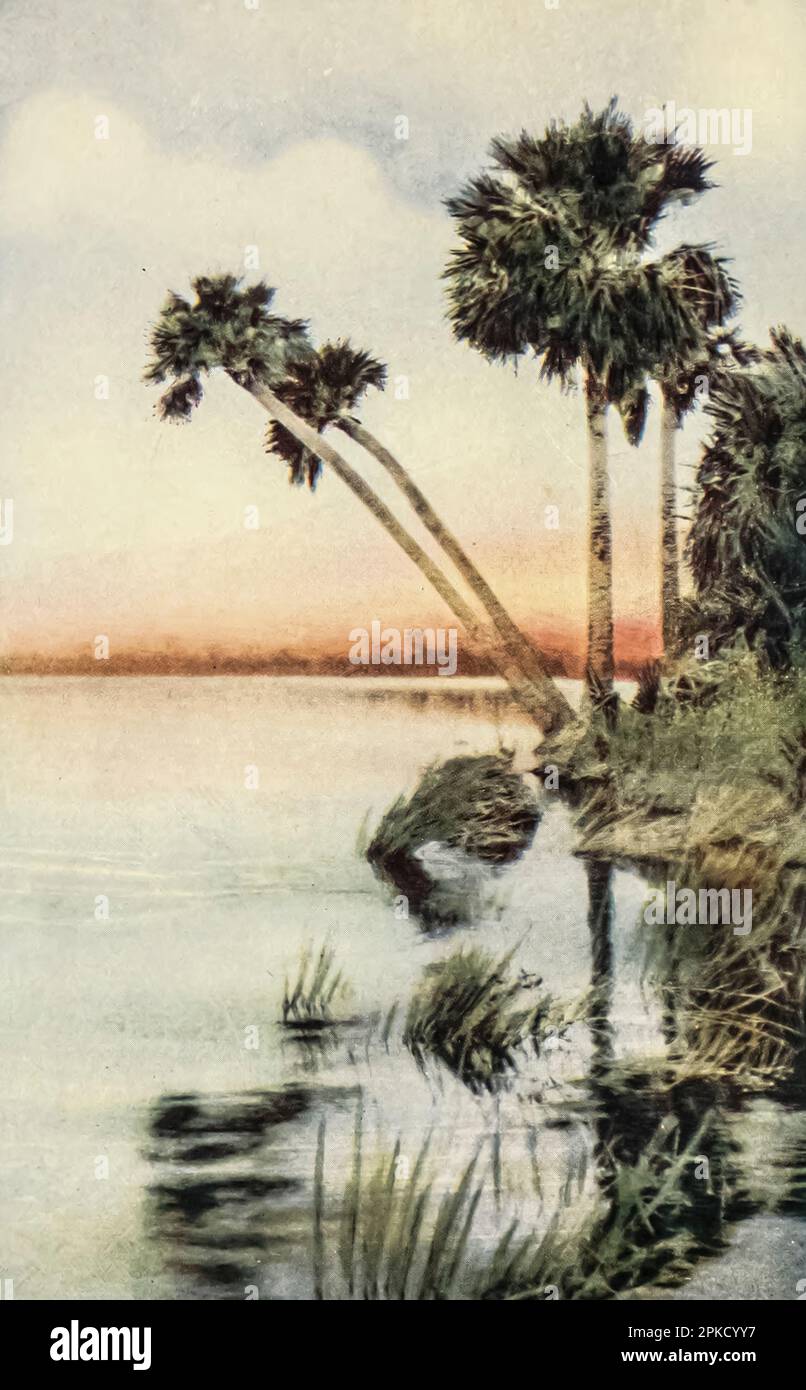 Palmettoes (In full color) vintage painting from the book ' Florida ...