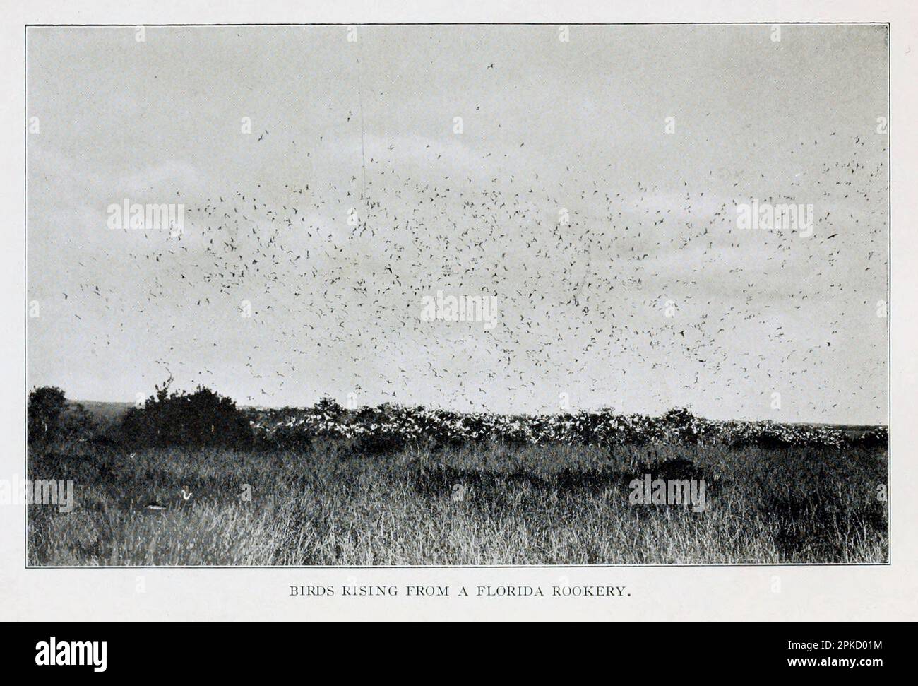 Birds Rising from a Florida Rookery from the book ' Florida, the land ...