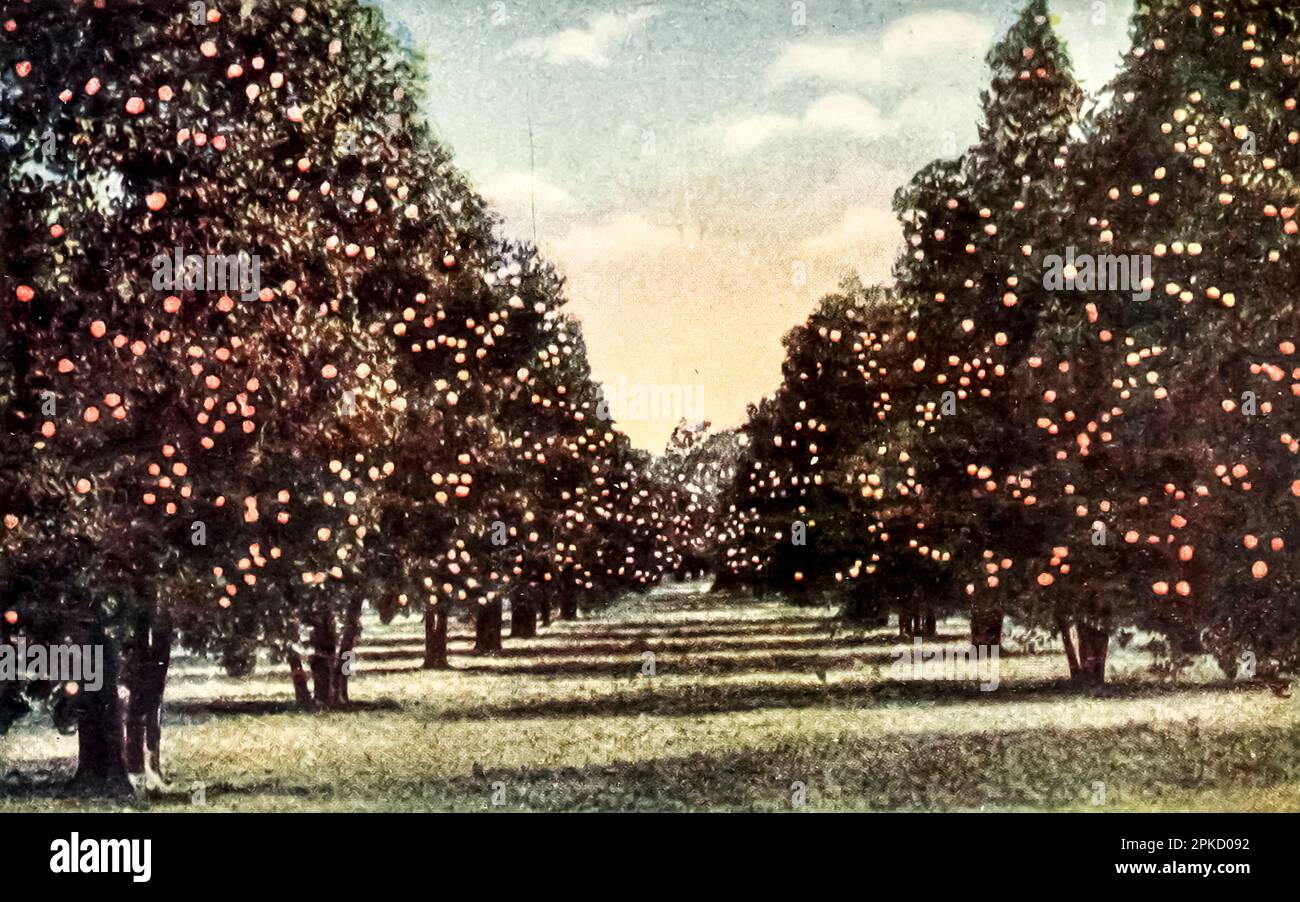 An Orange Grove (In full color) vintage painting from the book ...