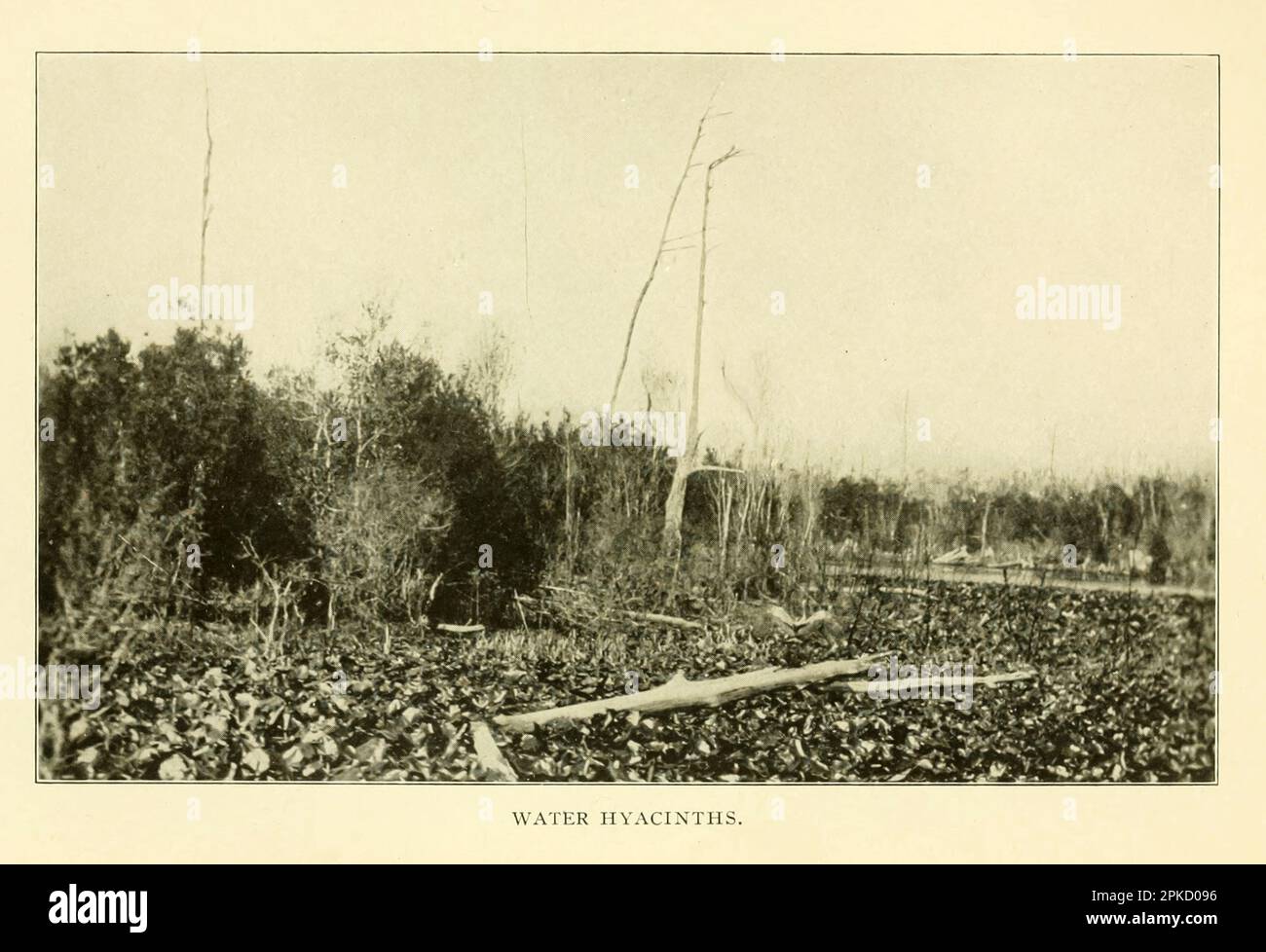 Vintage florida hi-res stock photography and images - Alamy