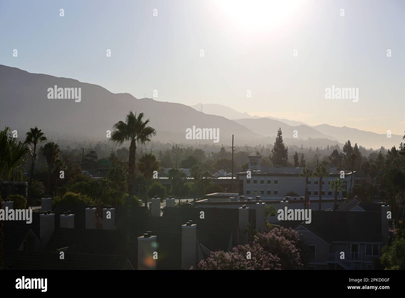 Pasadena palm trees hi-res stock photography and images - Alamy