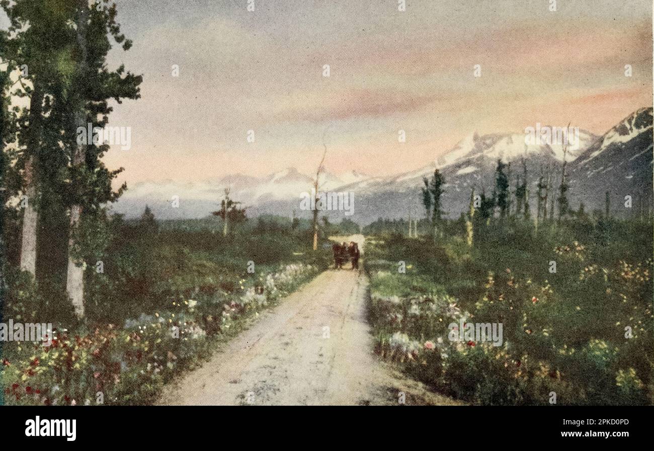 Wild Flowers (In full color) from the book ' Alaska, our beautiful ...