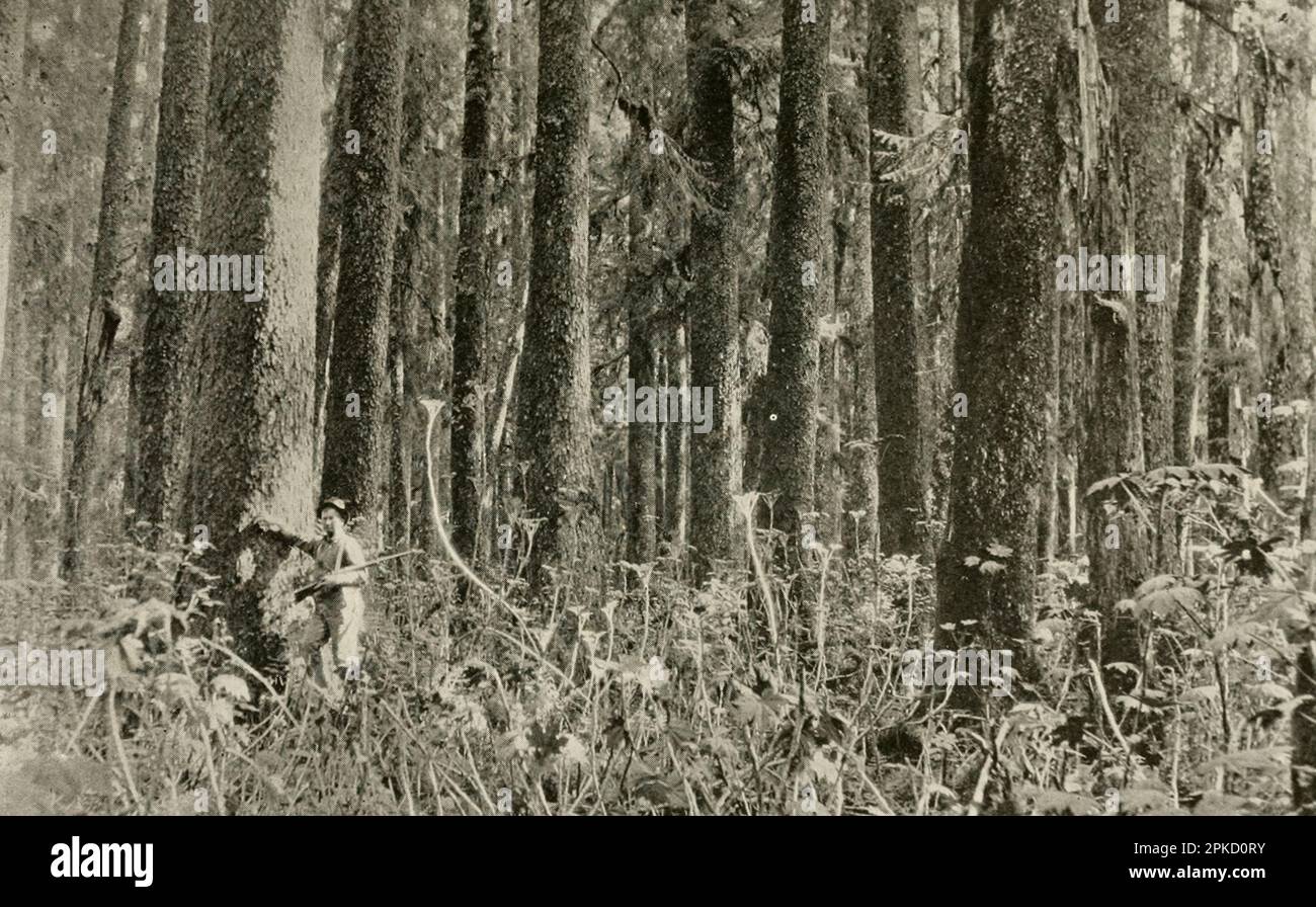 Spruce Trees, Sitka from the book ' Alaska, our beautiful northland of ...