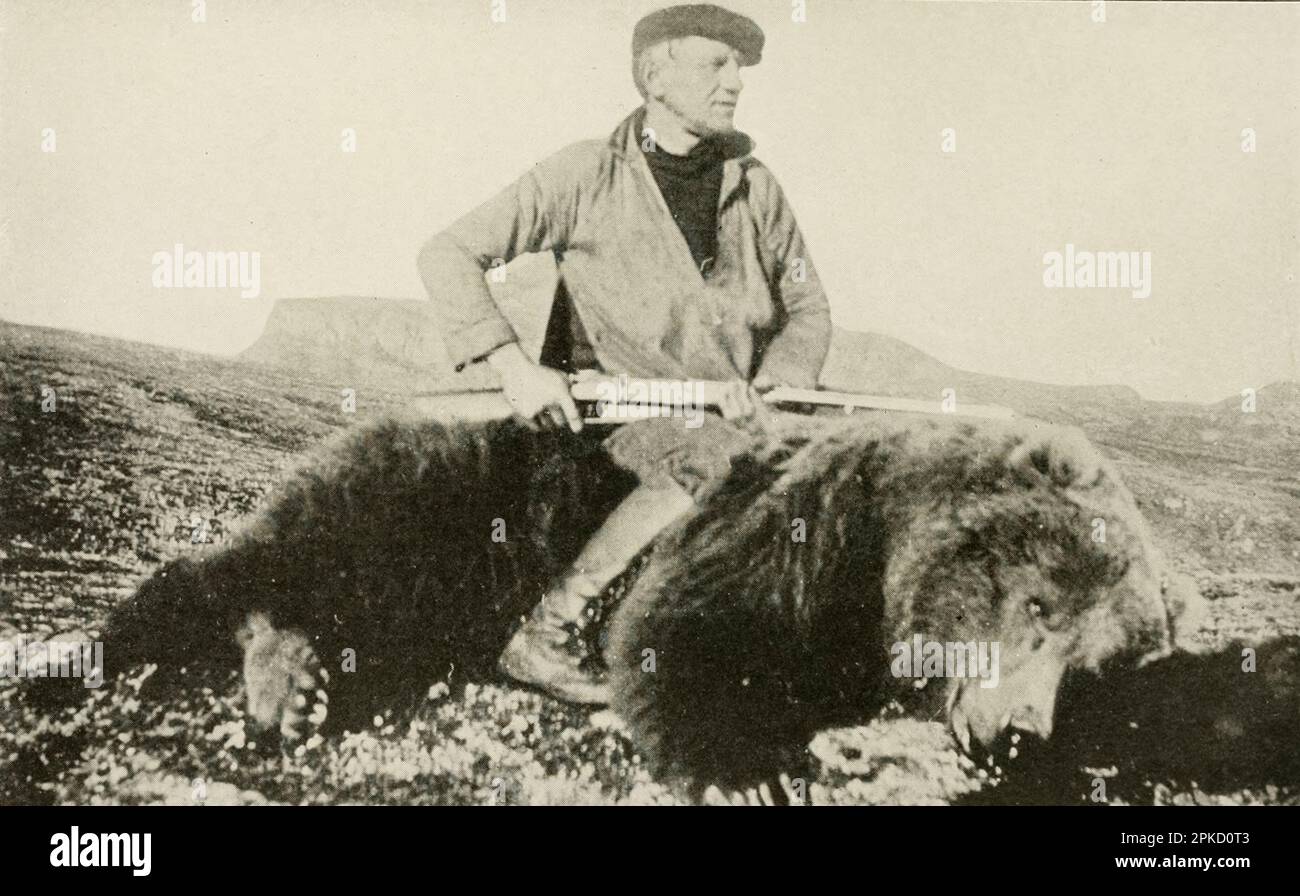 A Kodiak Bear or Kodiak brown bear (Ursus arctos middendorffi) from the ...