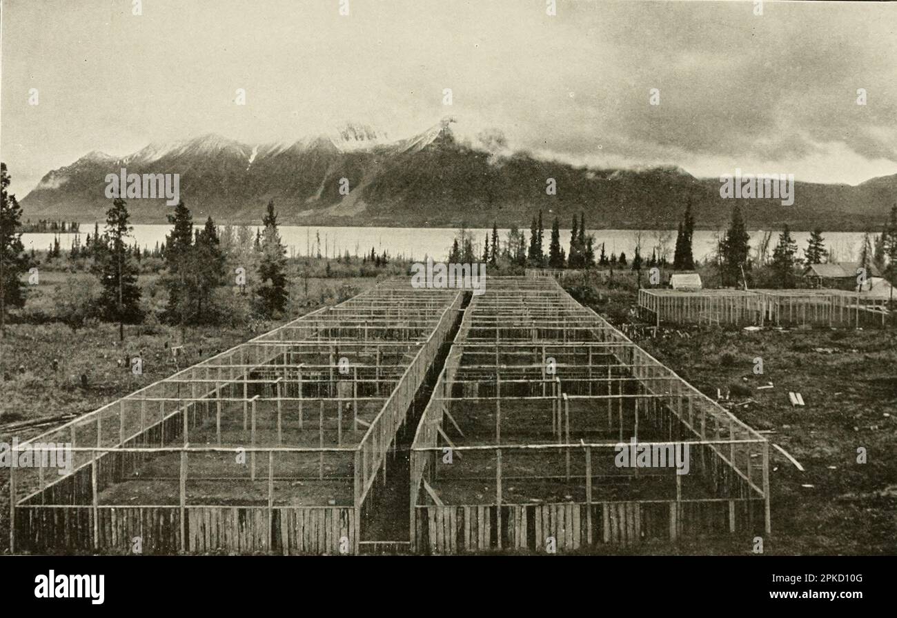 Black aleutian fox hi-res stock photography and images - Alamy