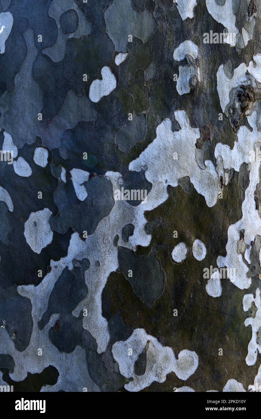 Bark of a plane tree (Platanus Stock Photo - Alamy